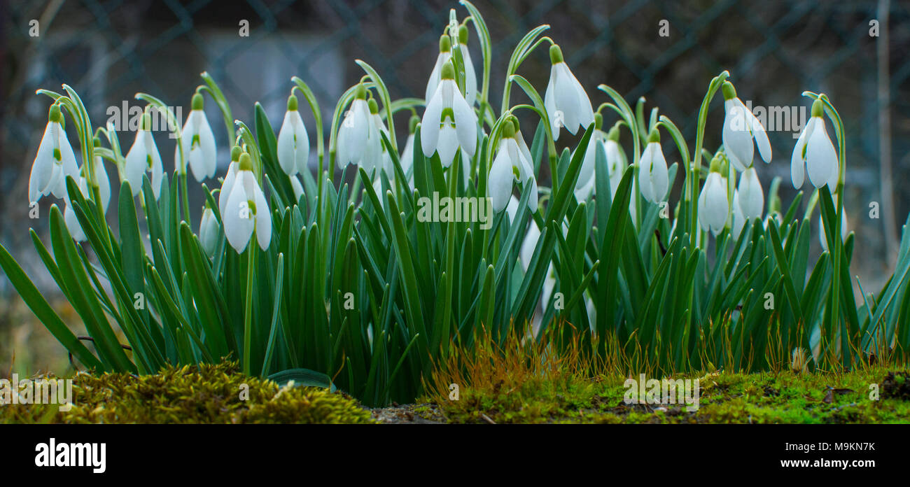 Snowdrops in the garden are the classic symbol of coming spring Stock ...