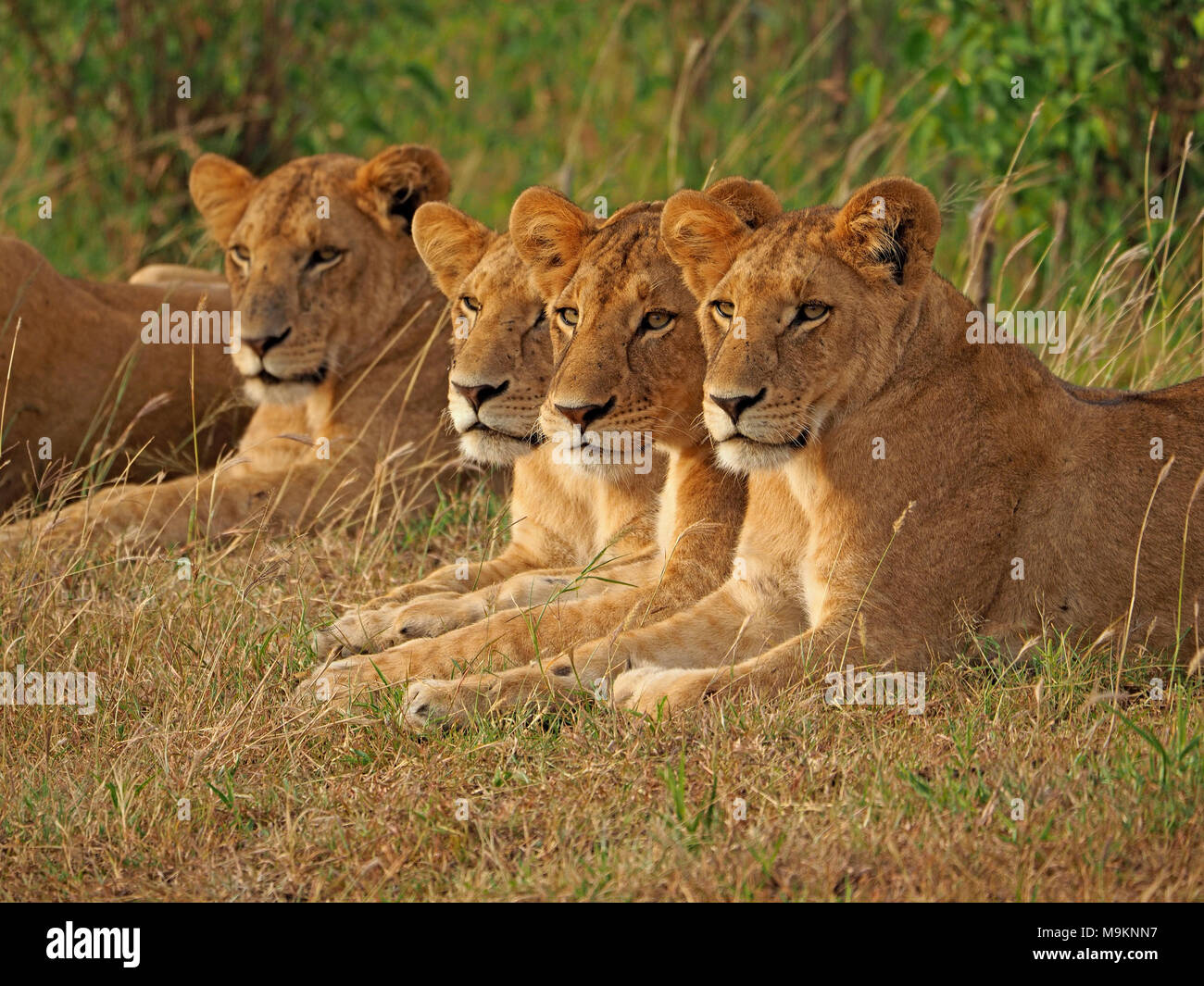 four lionesses (Panthera leo) in a line stare as one towards prey in a ...