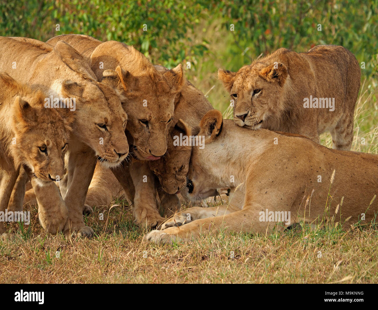 Teamwork bond hi-res stock photography and images - Alamy