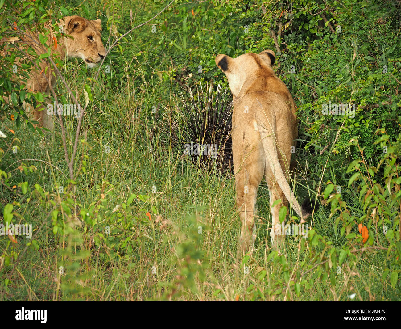 Leo look hi-res stock photography and images - Alamy