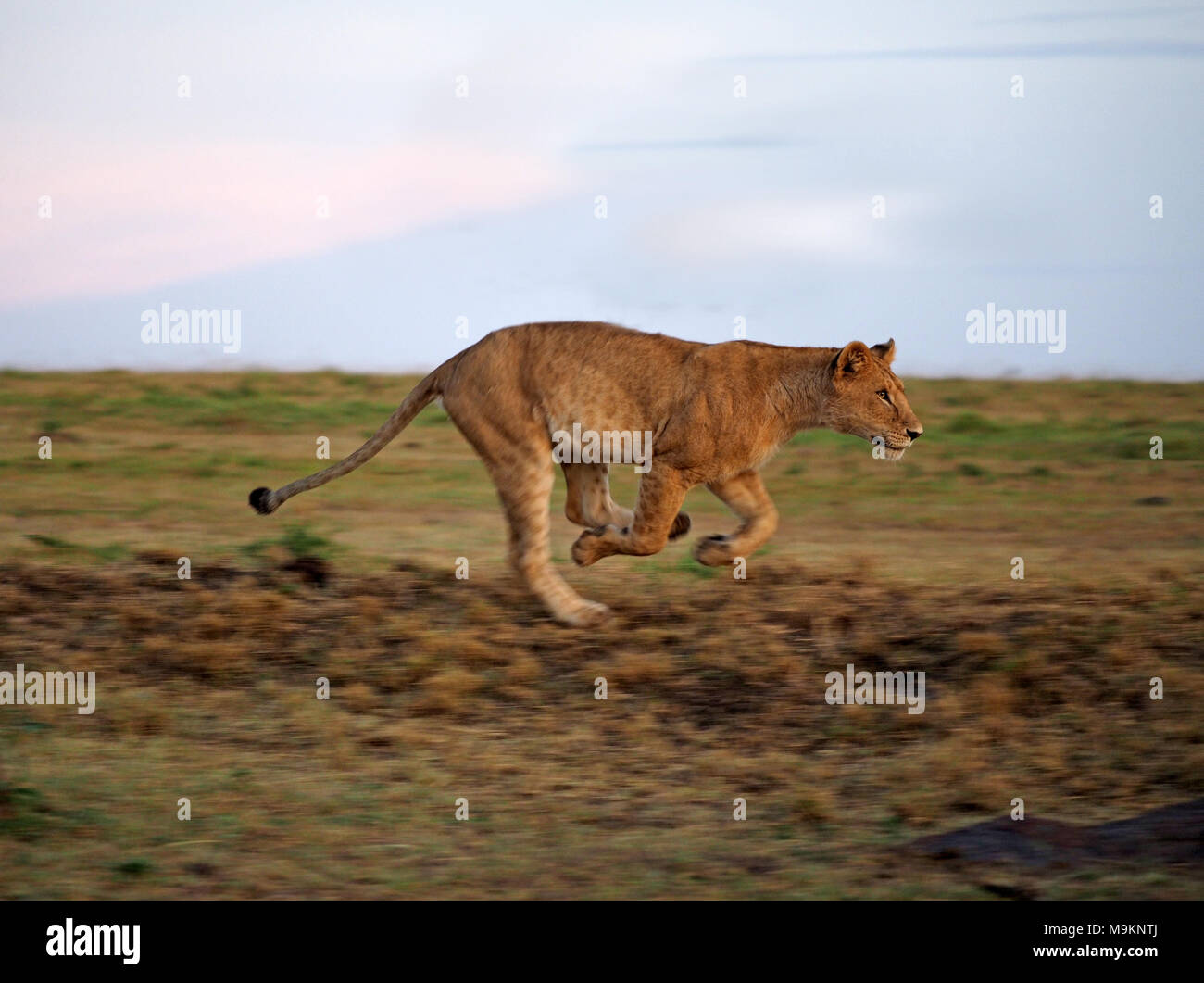 African Lion Running Speed