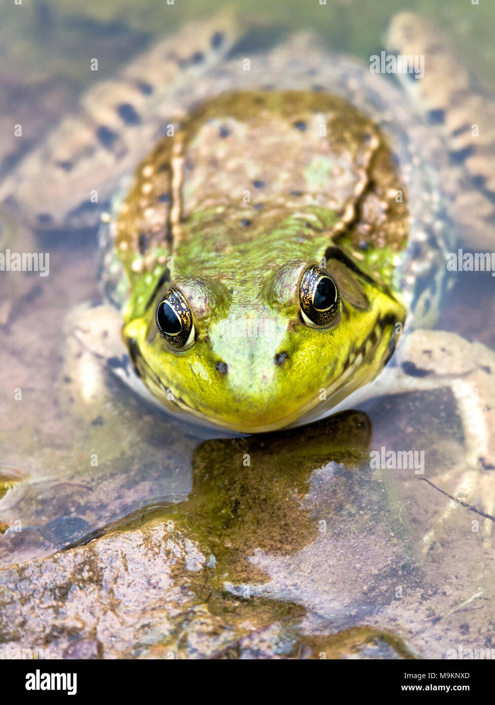 Egg head hi-res stock photography and images - Alamy