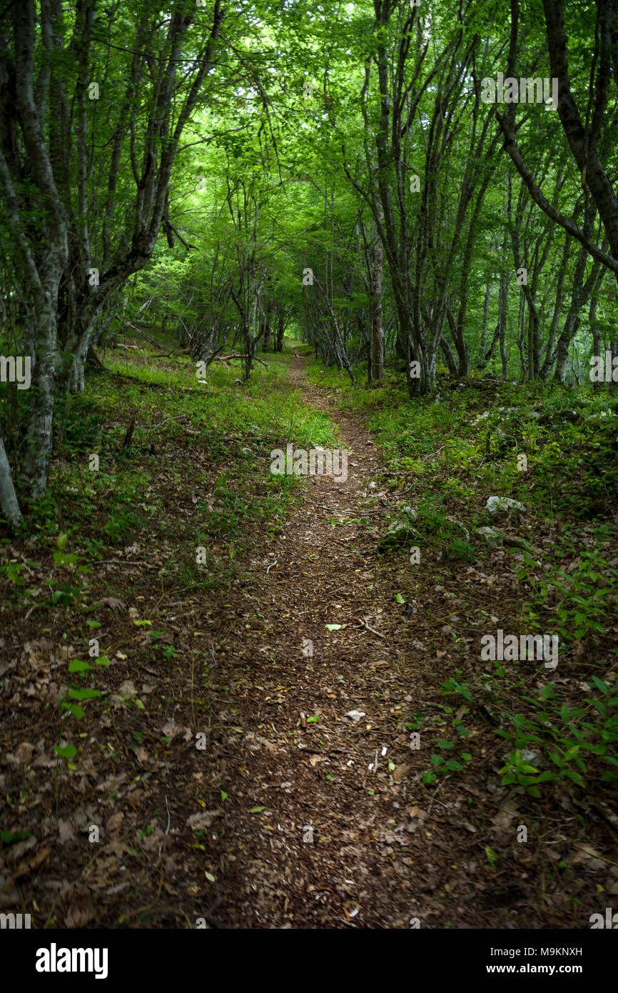 Strandzha bulgaria hi-res stock photography and images - Alamy
