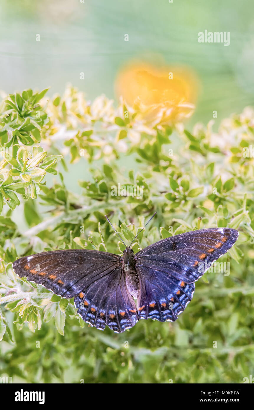 Purple spotted butterfly hi-res stock photography and images - Alamy
