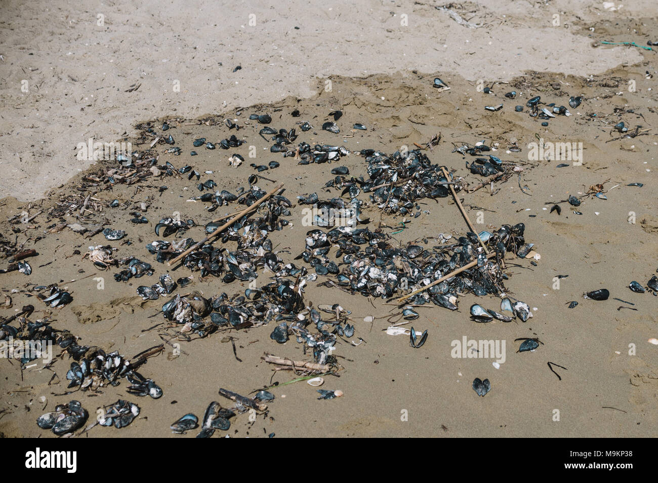 close up on clams on the beach after the storm Stock Photo - Alamy