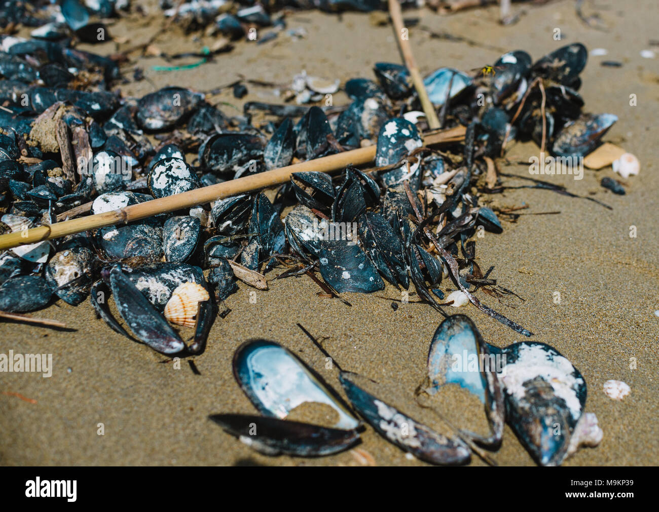 Storm clams hi-res stock photography and images - Alamy