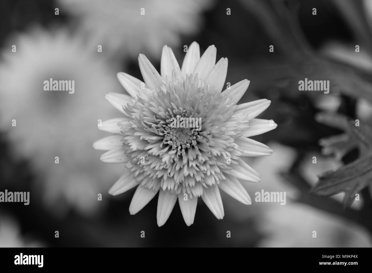 A beautiful flower B&W Stock Photo - Alamy
