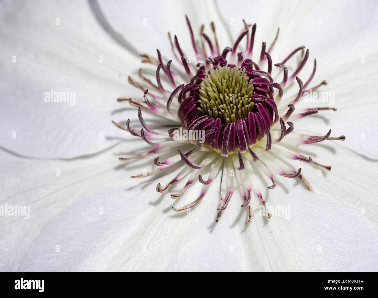 Clematis (clematis spp) flower Stock Photo - Alamy