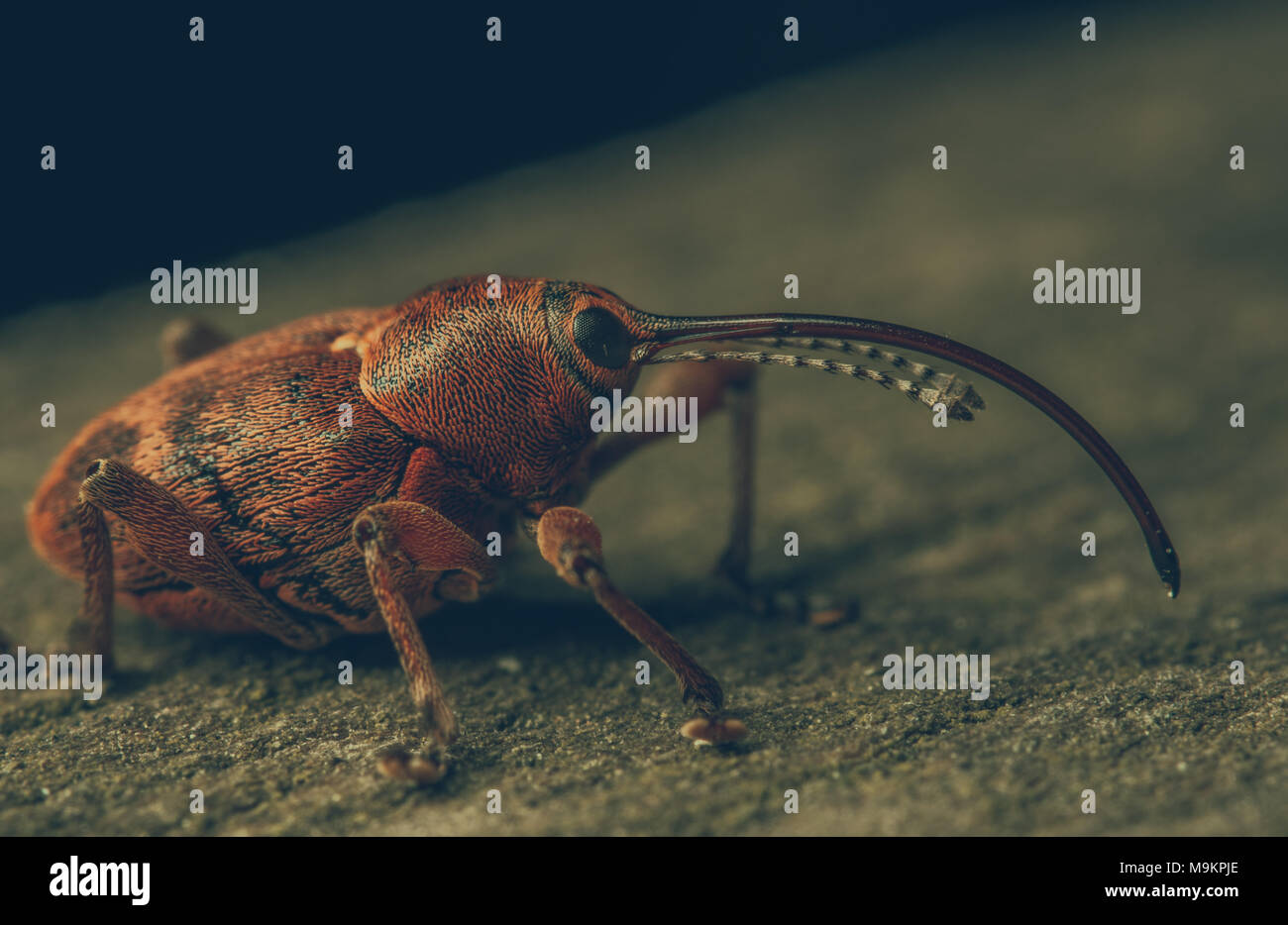 Insect with long nose hi-res stock photography and images - Alamy