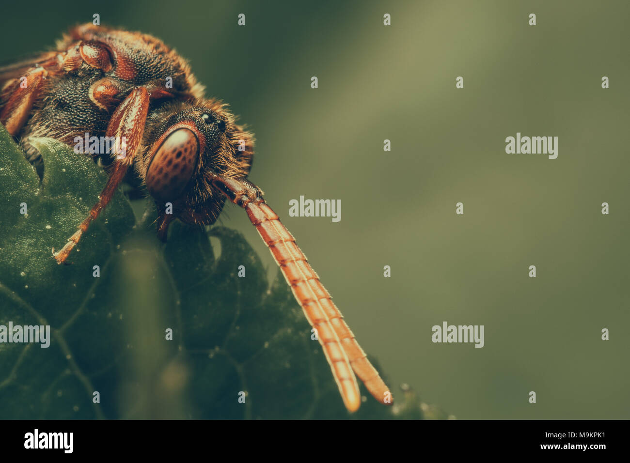 Nomada wasp hi-res stock photography and images - Alamy