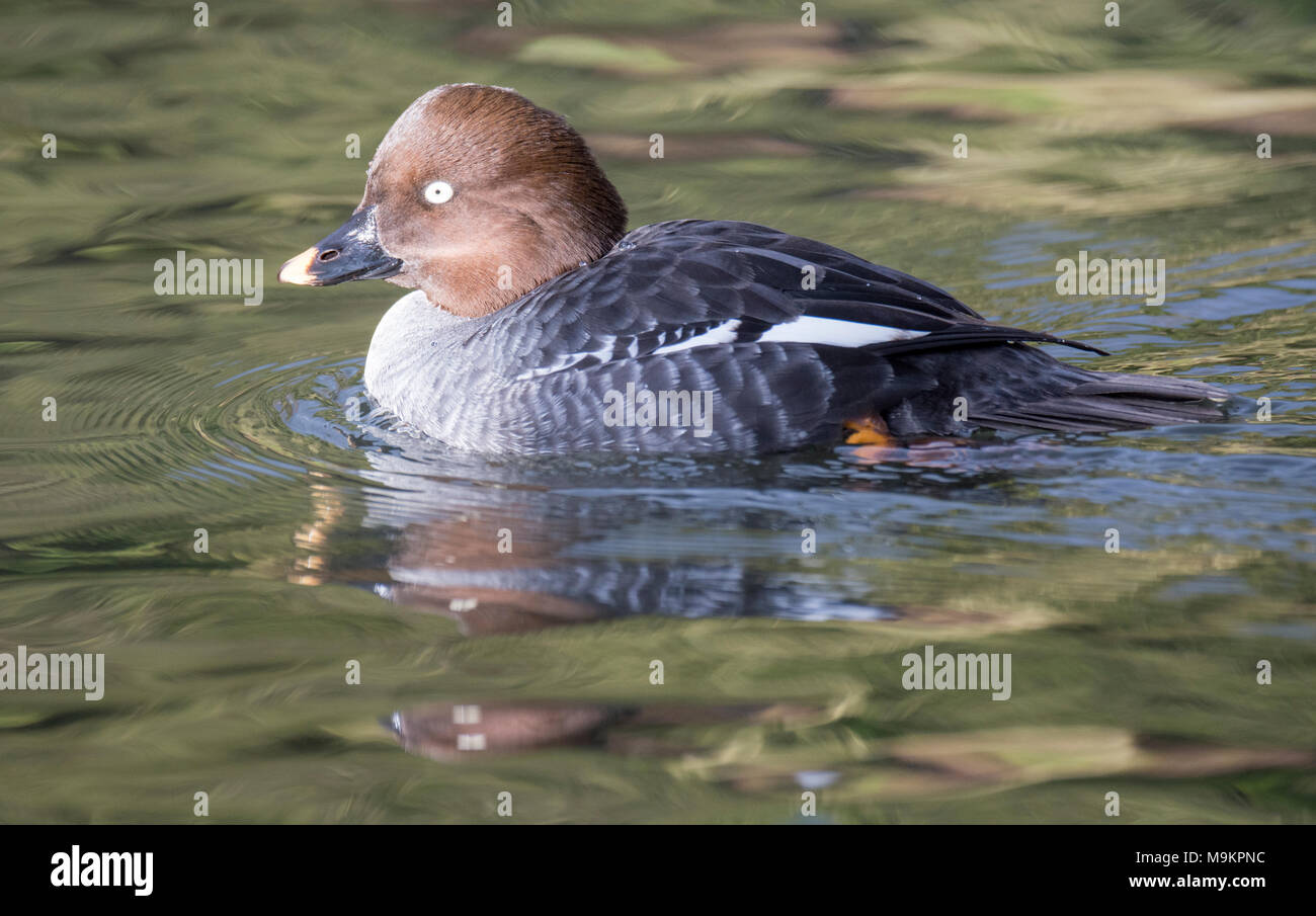 Common pochard male hi-res stock photography and images - Alamy