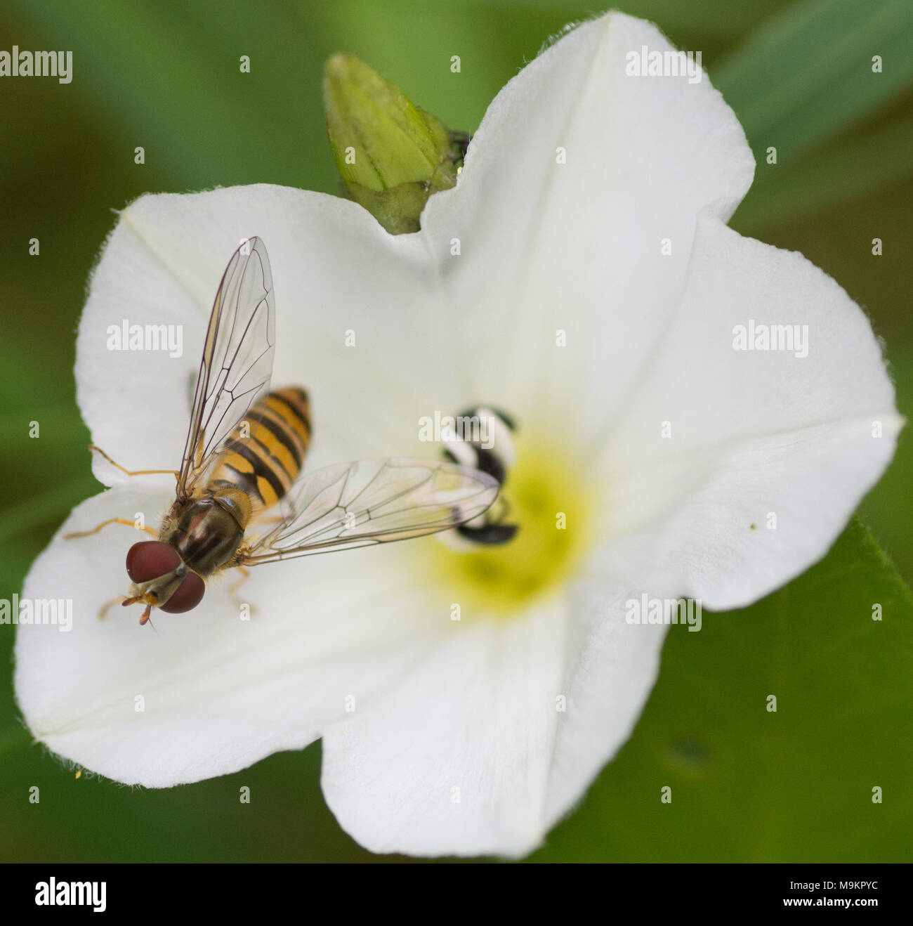 Hoverfly (Syrphus ribesii) on white flower Stock Photo - Alamy