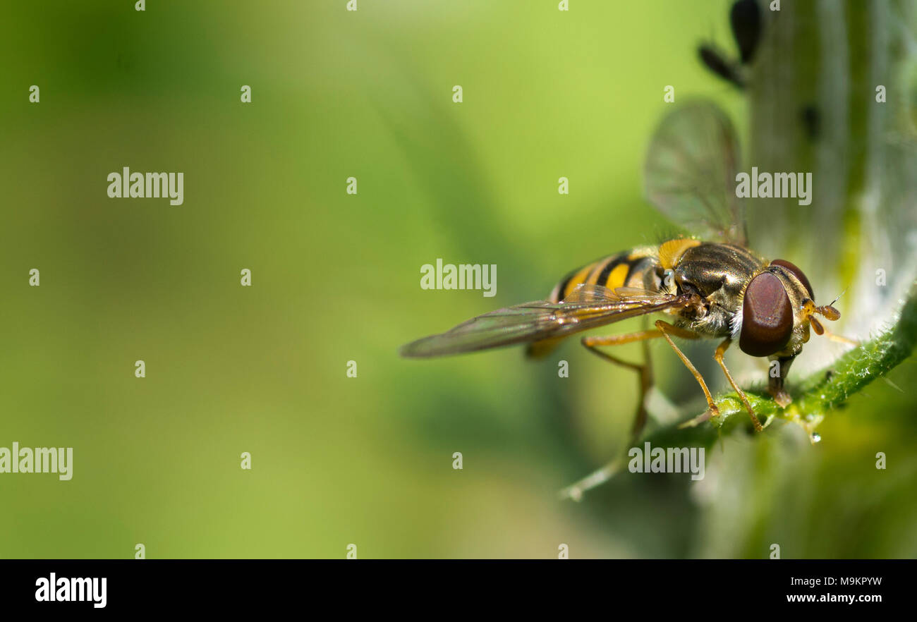 Hoverfly (Syrphus ribesii Stock Photo - Alamy