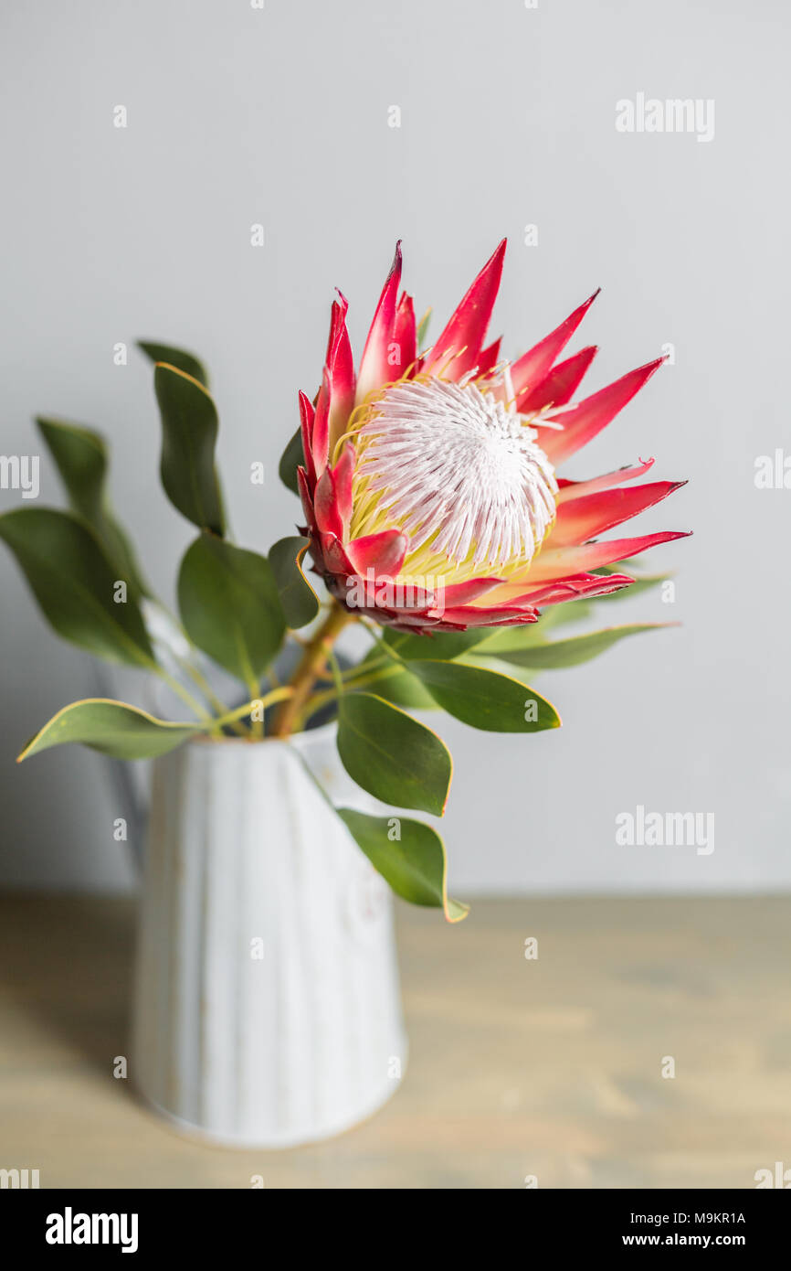 One large flower King Protea. Grows in South Africa. Gray background ...