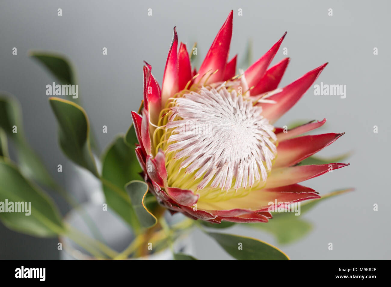 Queen protea hi-res stock photography and images - Alamy