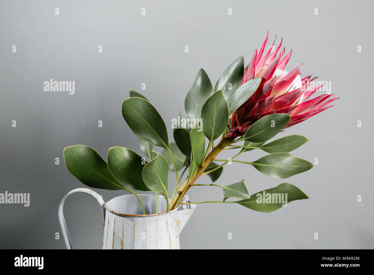 Queen protea hi-res stock photography and images - Alamy