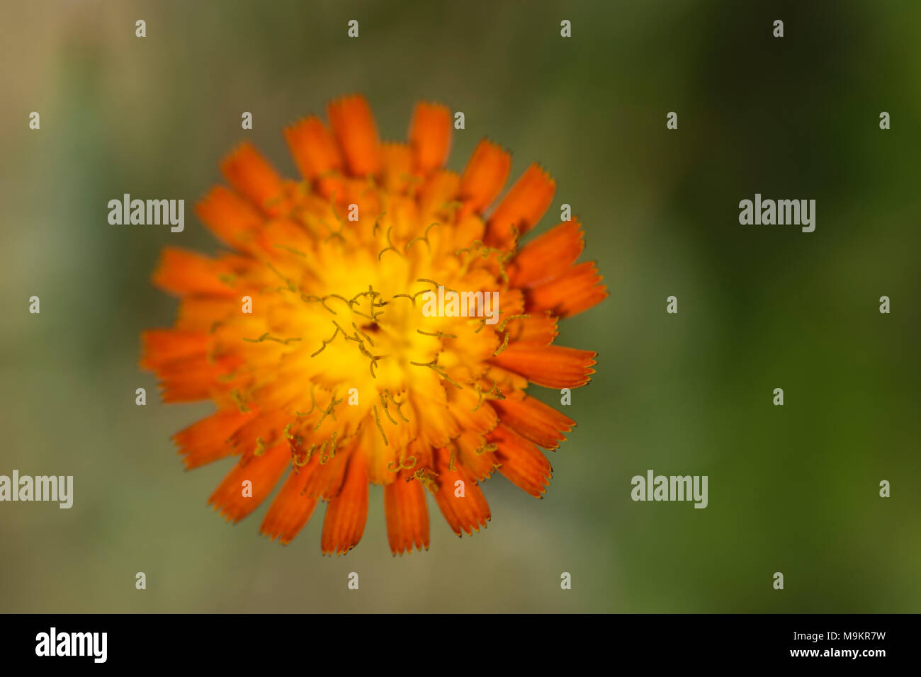 Fox-and-Cubs (Pilosella aurantiaca) flower head Stock Photo - Alamy