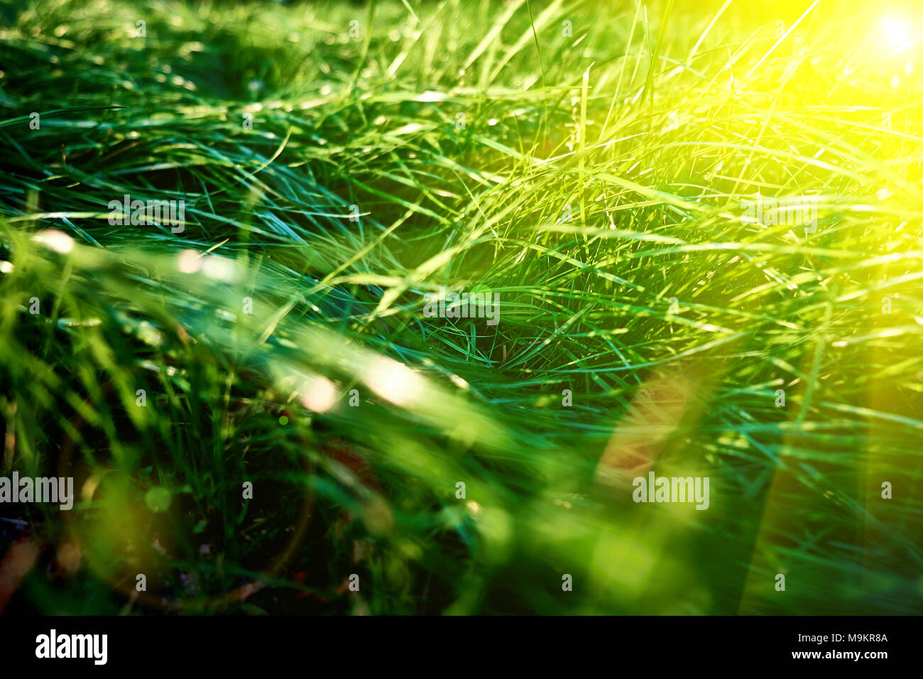 Green grass background, toned bright grass closeup view with sun beams ...