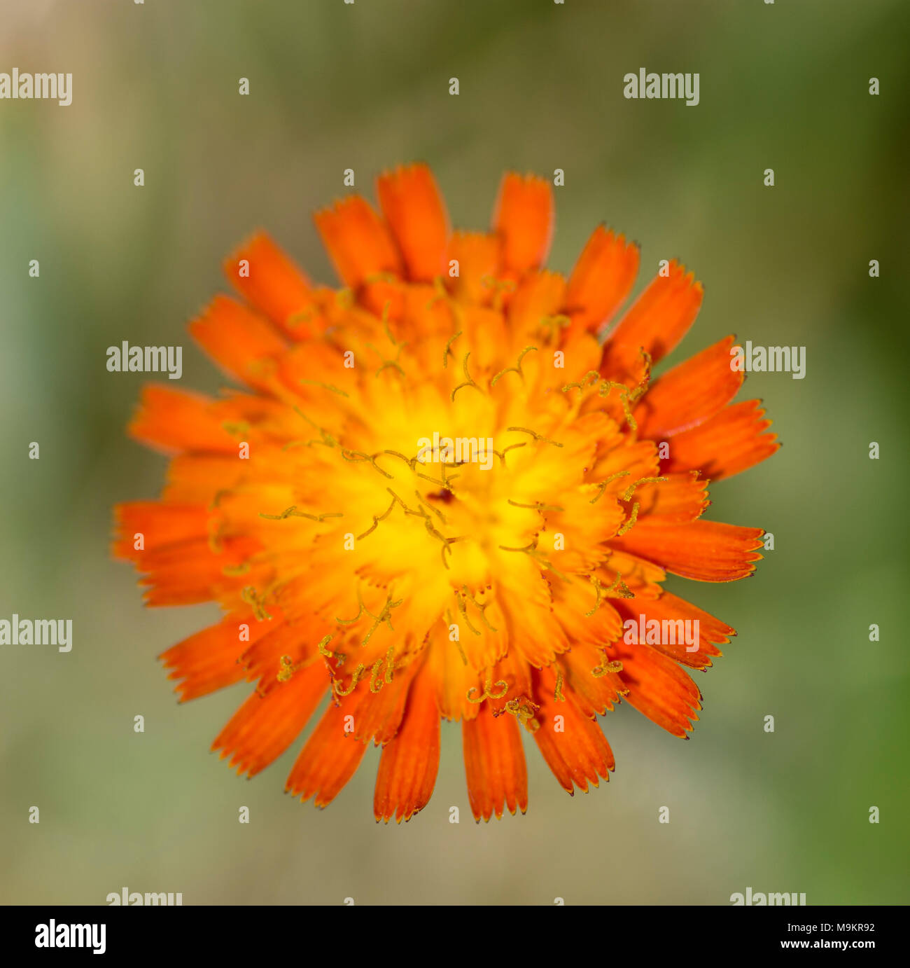 Fox-and-Cubs (Pilosella aurantiaca) flower head Stock Photo - Alamy