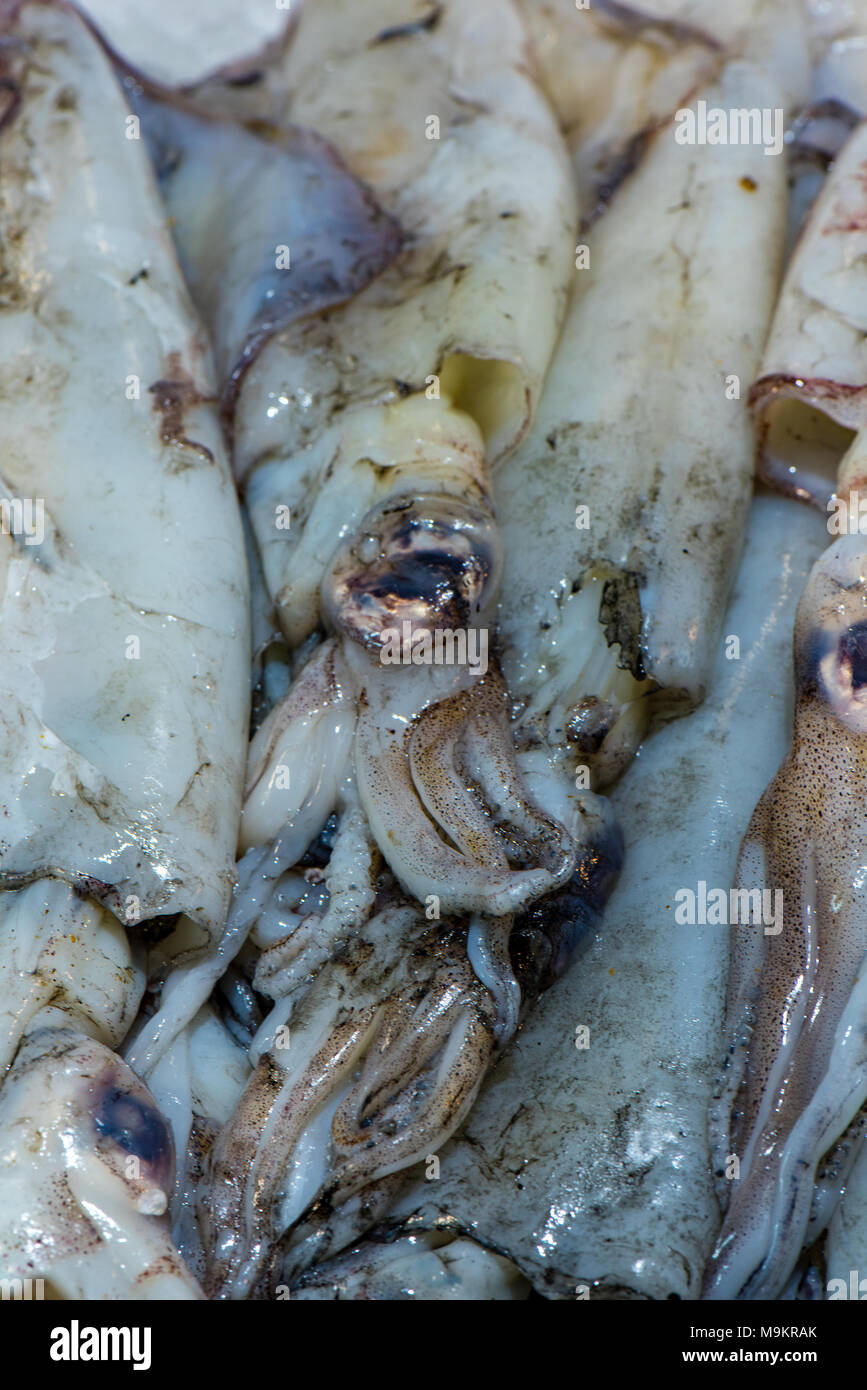 Fresh squid or calamari on display at a fishmongers or fresh wet fish ...