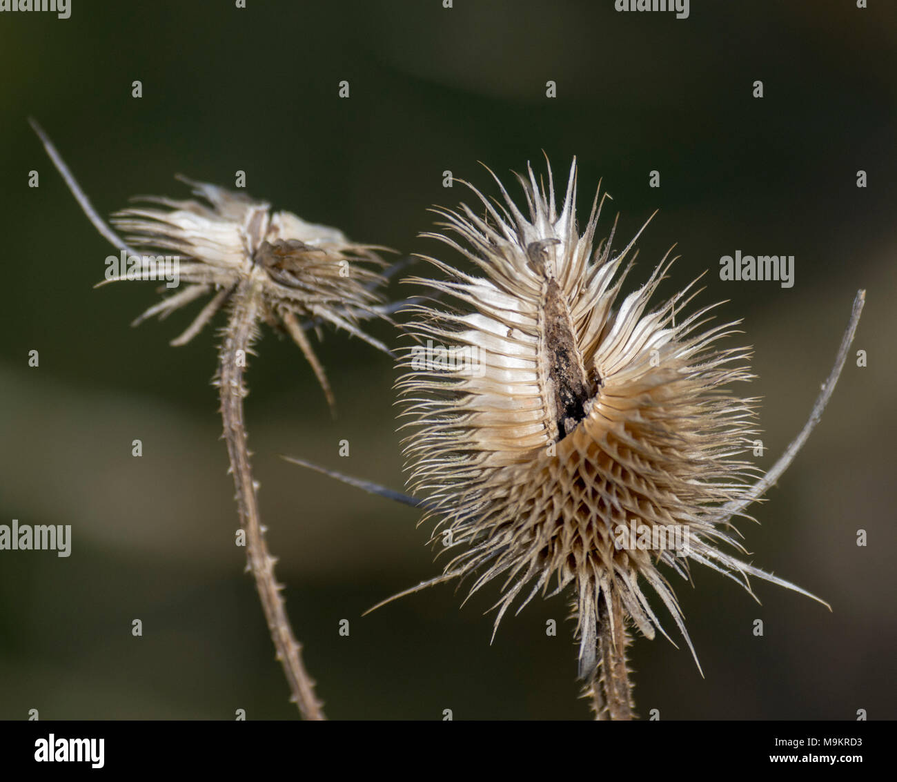 Dried teasel heads (Dipsacus fullonum Stock Photo - Alamy