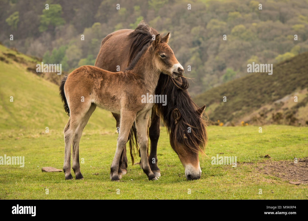 British native ponies hi-res stock photography and images - Alamy