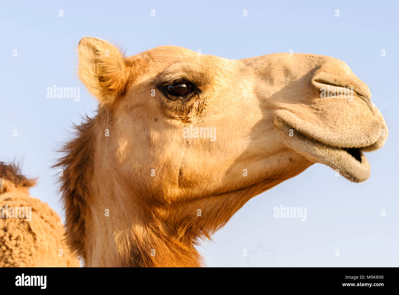 Camels Nostrils