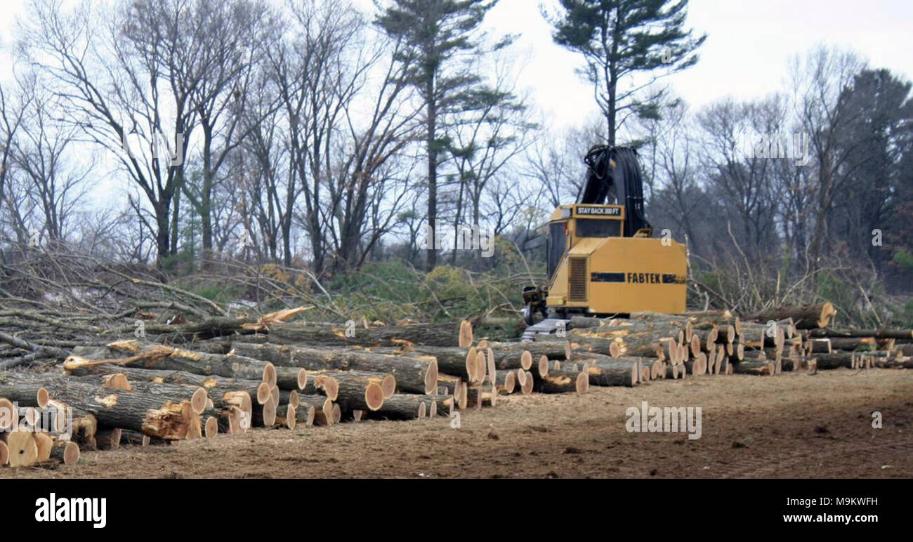 Larger trees hi-res stock photography and images - Alamy