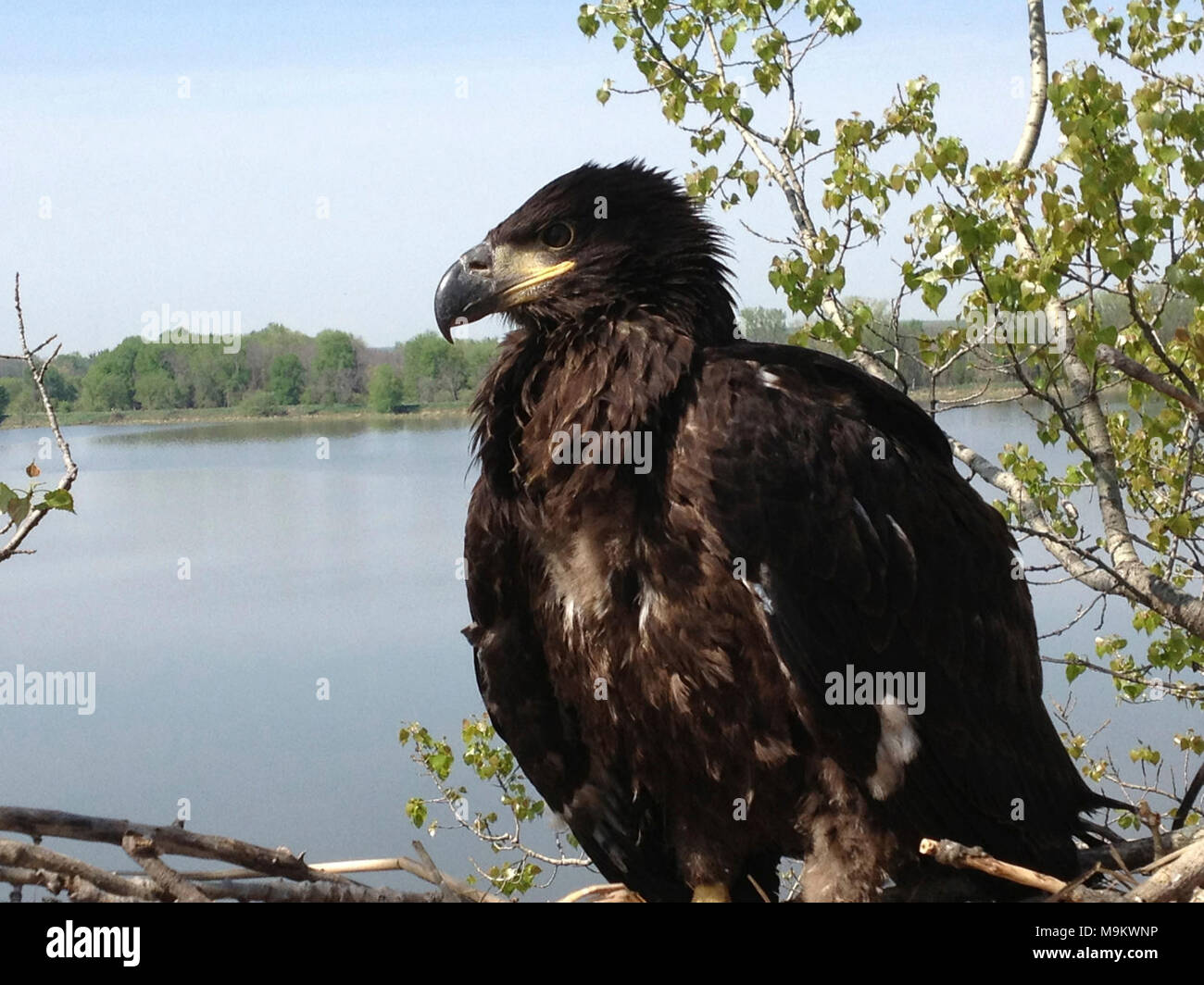USFWS at work protecting the environment Stock Photo - Alamy
