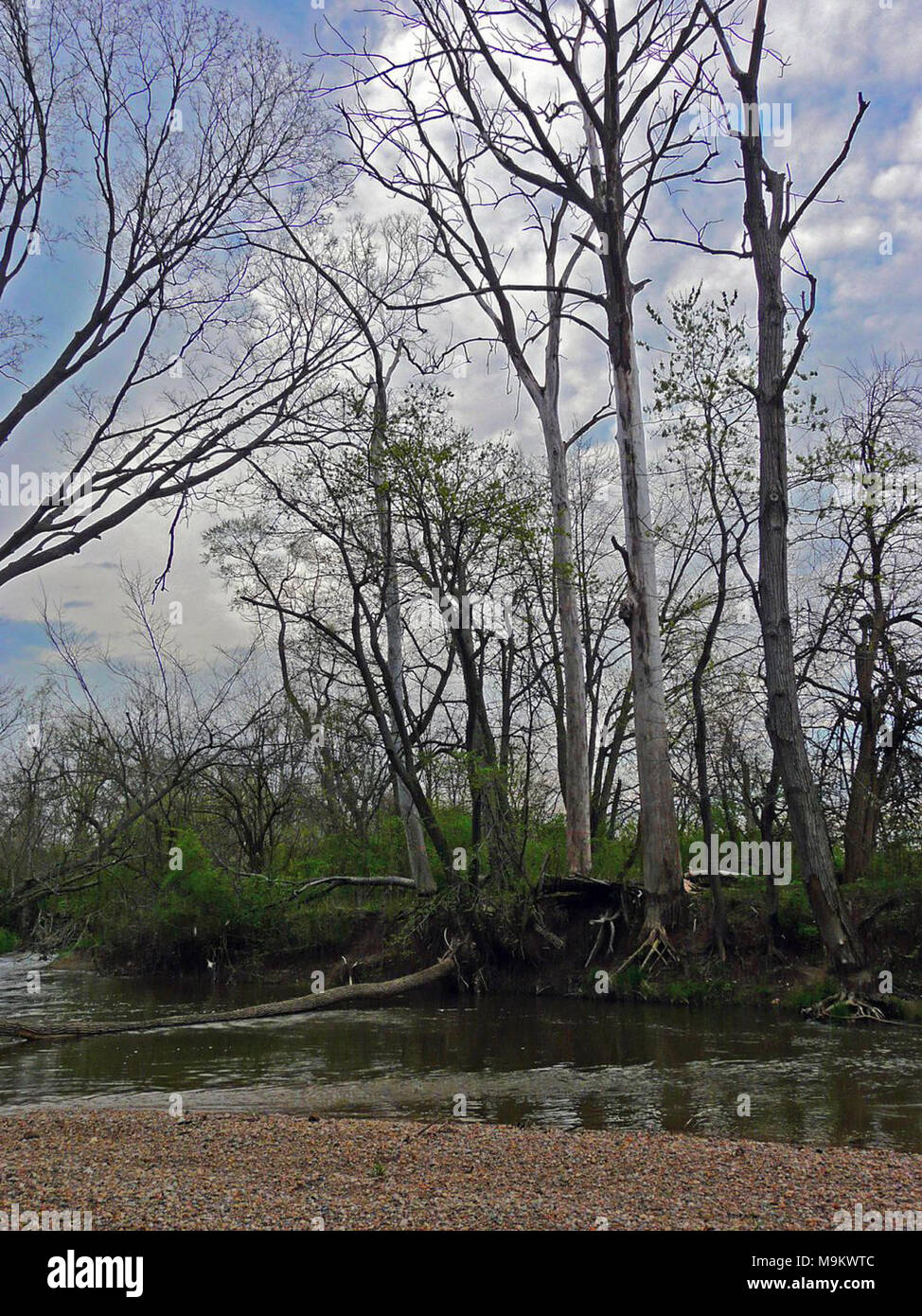 These four dead eastern cottonwood trees were all used as roost trees ...