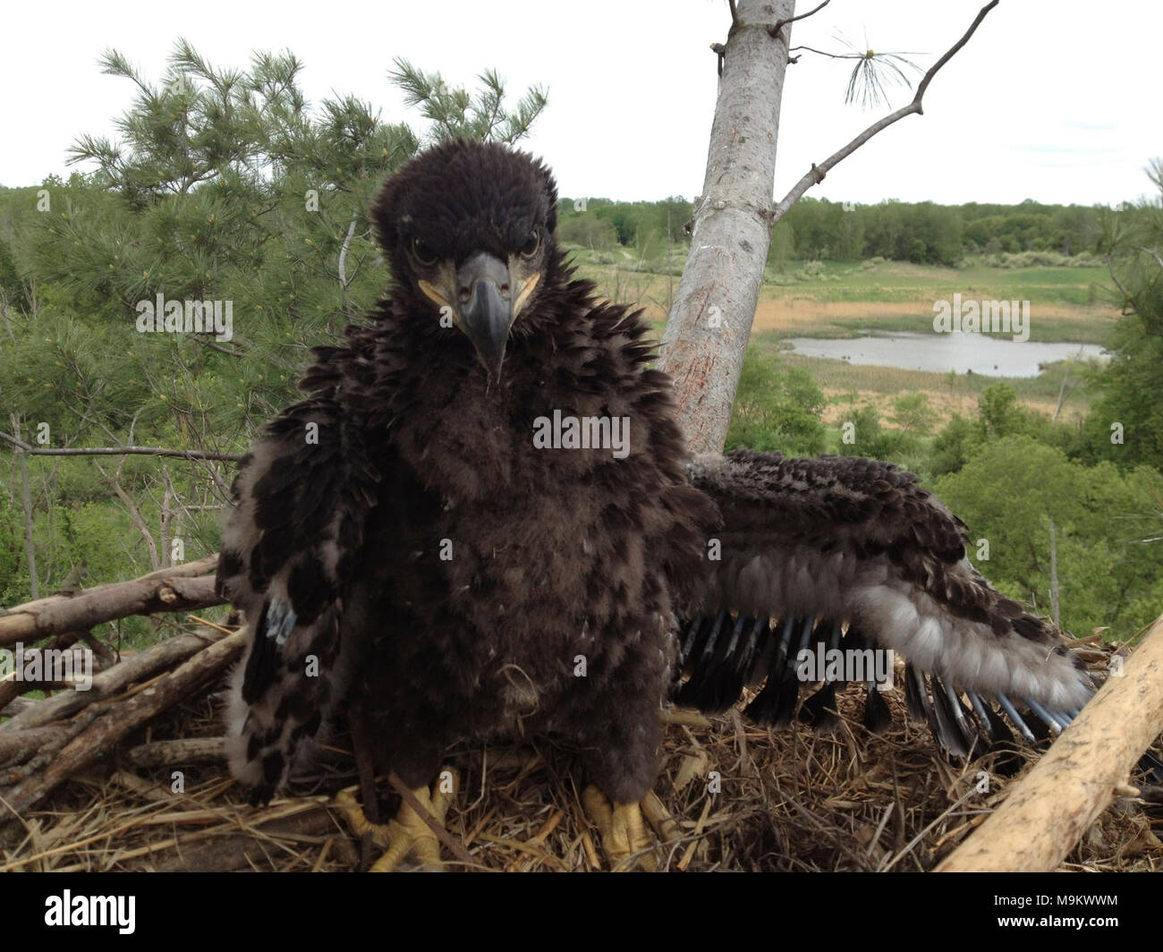 USFWS at work protecting the environment Stock Photo - Alamy