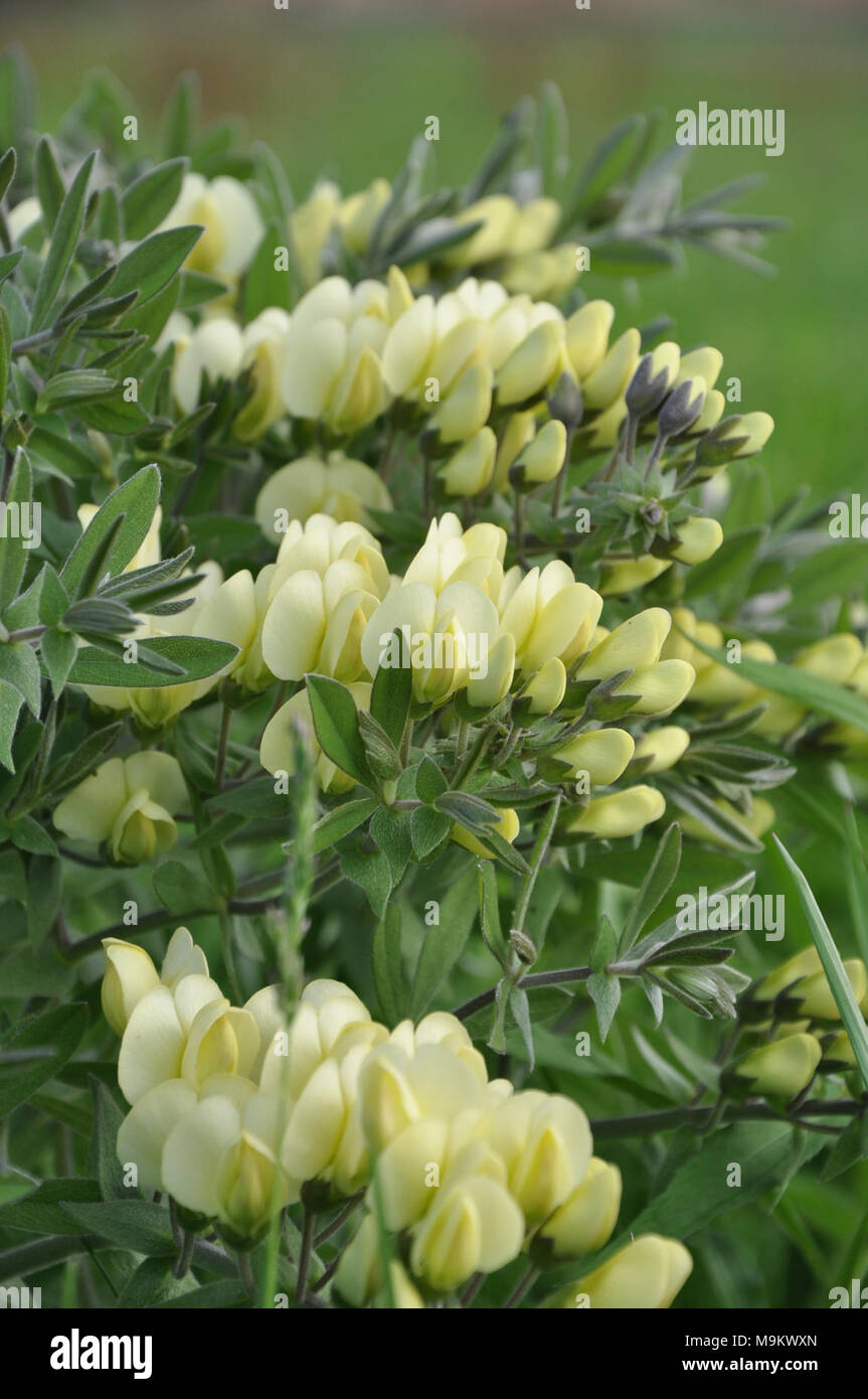 Cream Wild Indigo in Wisconsin Stock Photo - Alamy