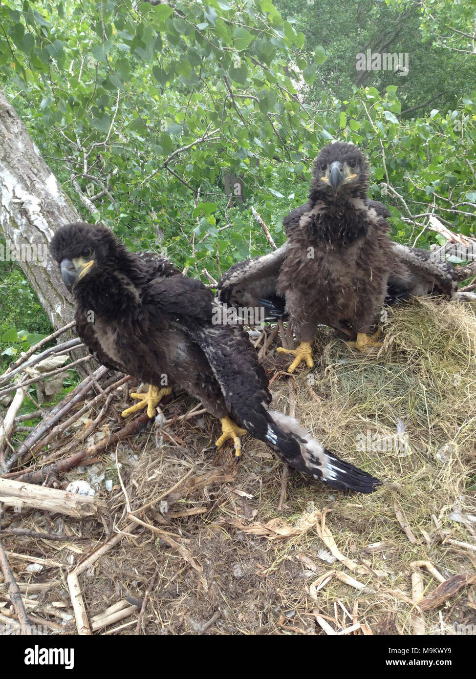 USFWS at work protecting the environment Stock Photo - Alamy