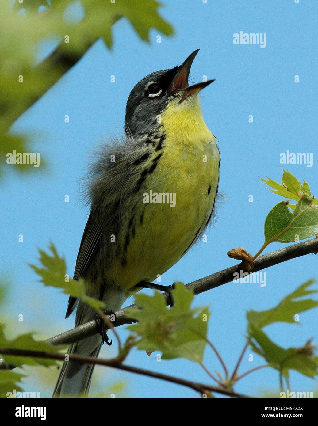USFWS at work protecting the environment Stock Photo - Alamy