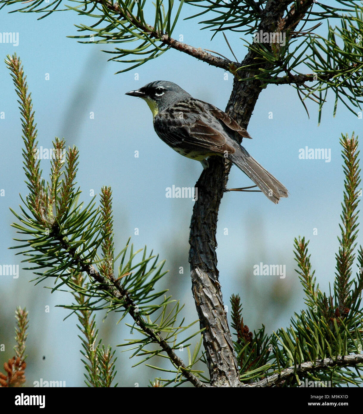 USFWS at work protecting the environment Stock Photo - Alamy