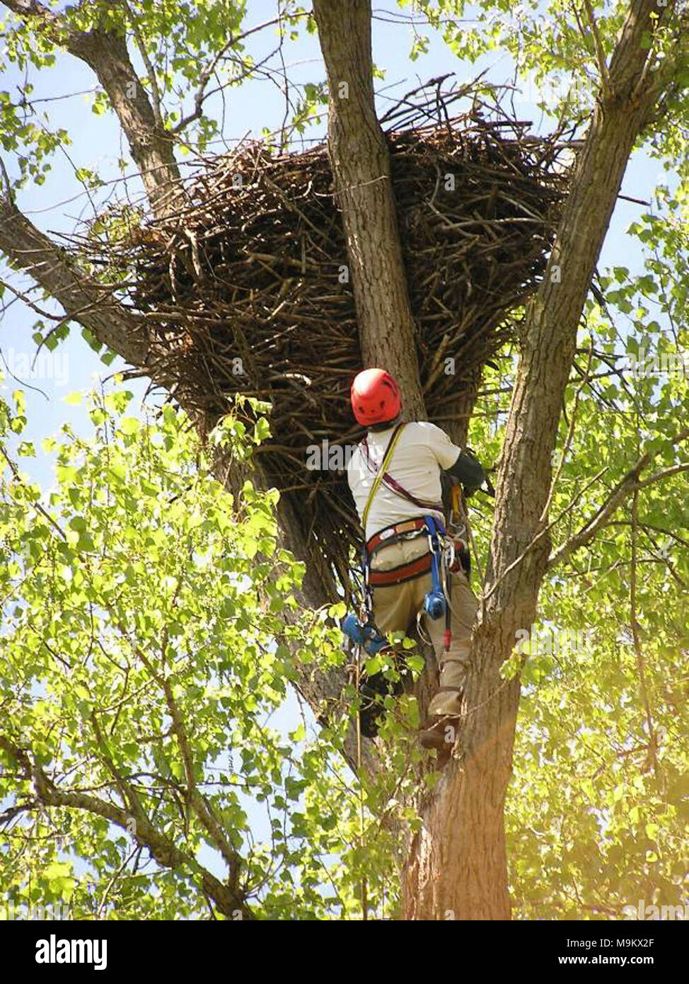 USFWS biologist Matt Stuber climbing to eagle nest, Michigan Stock ...