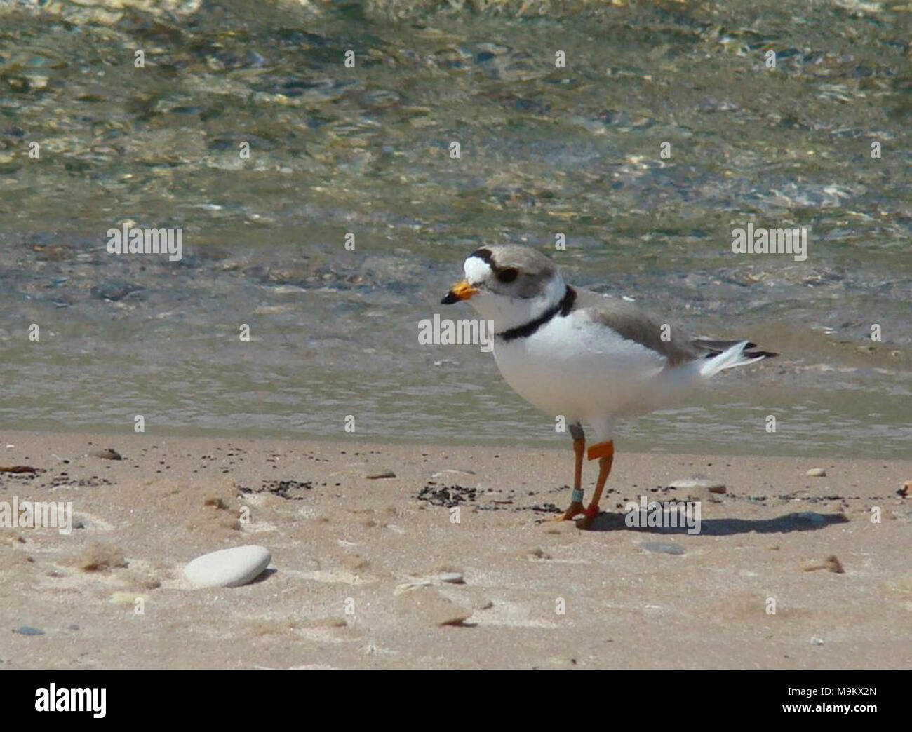 Male piping plover on a Michigan beach Stock Photo - Alamy