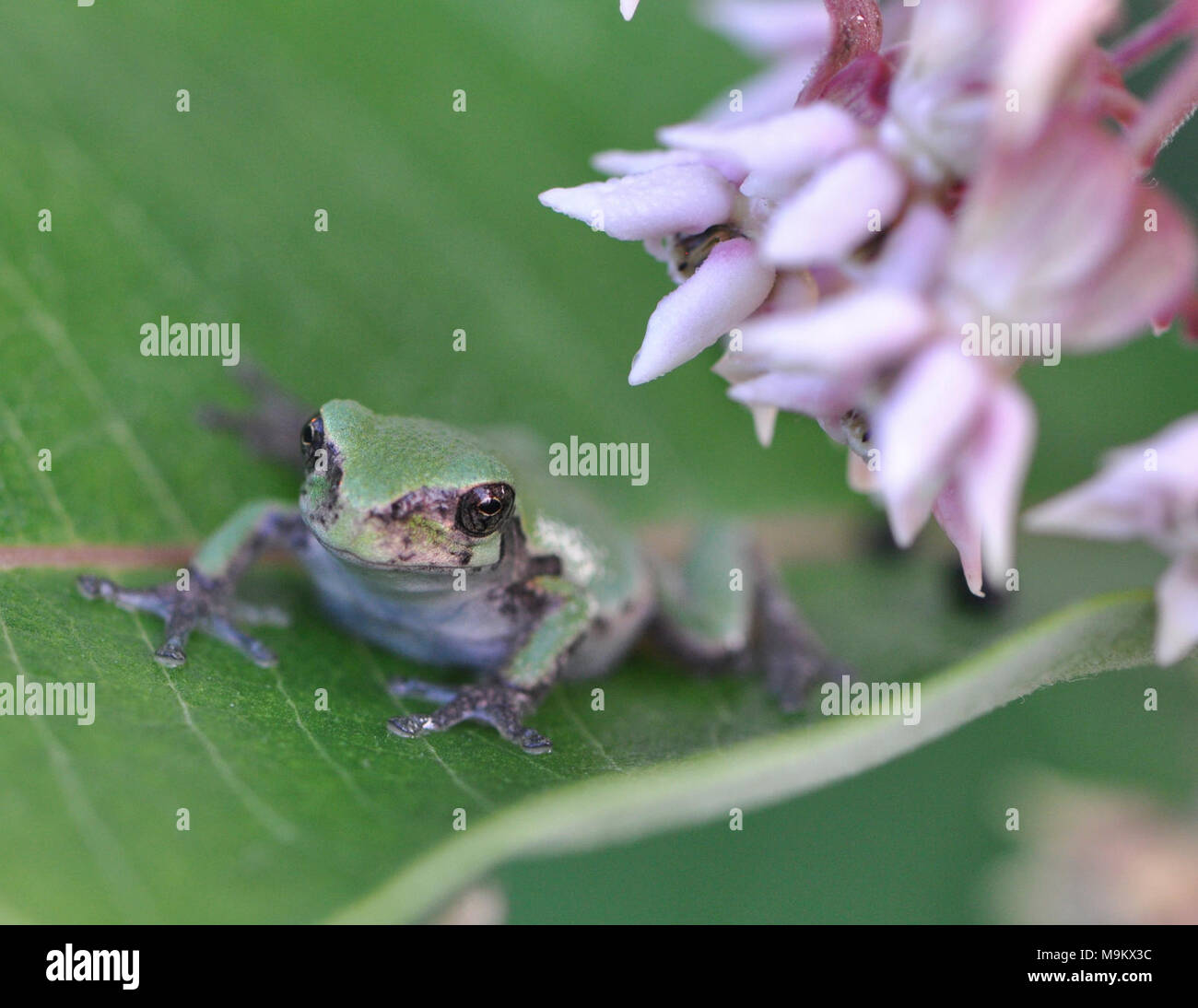 USFWS at work protecting the environment Stock Photo - Alamy