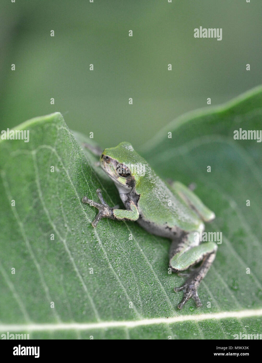 USFWS at work protecting the environment Stock Photo - Alamy