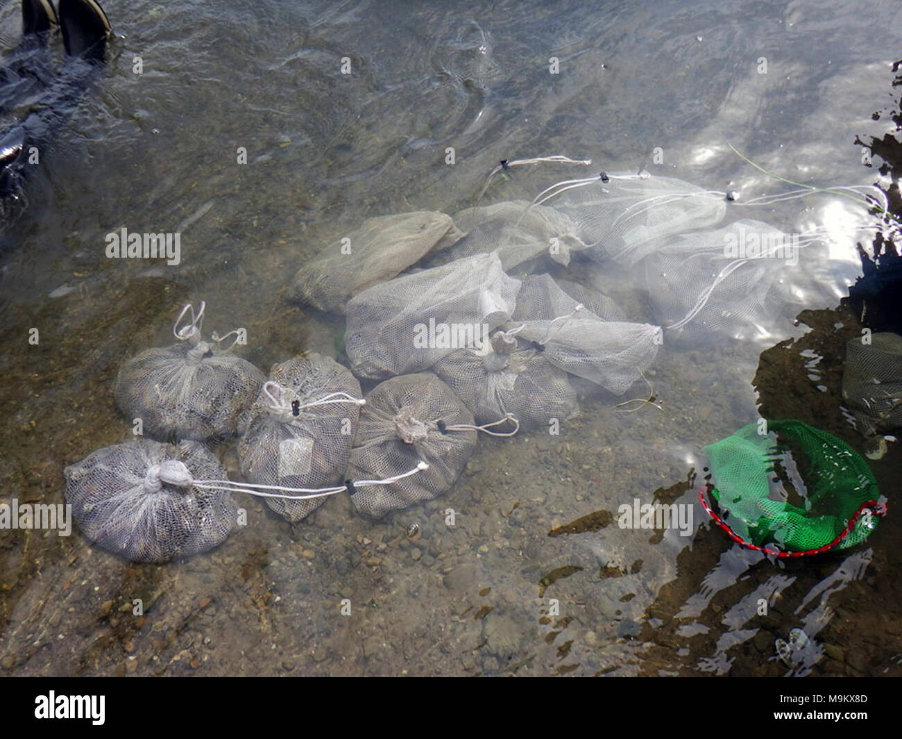 Clubshell mussel hi-res stock photography and images - Alamy