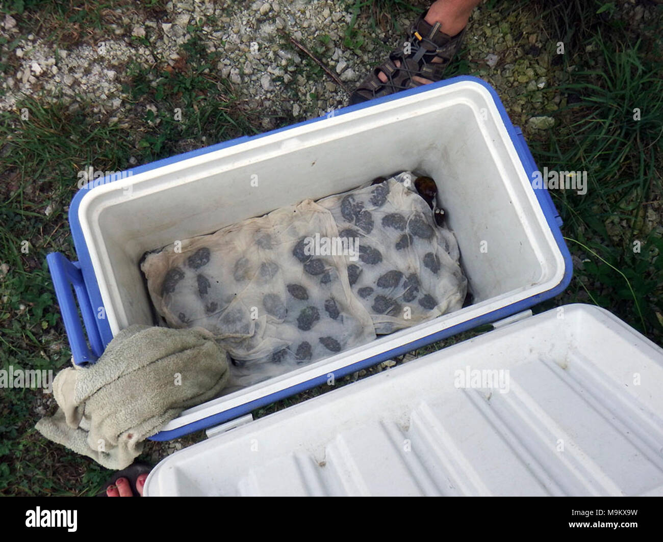 Riffleshell mussel hi-res stock photography and images - Alamy