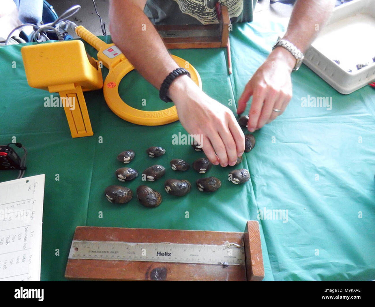 Allegheny Freshwater Mussel Collection Stock Photo - Alamy