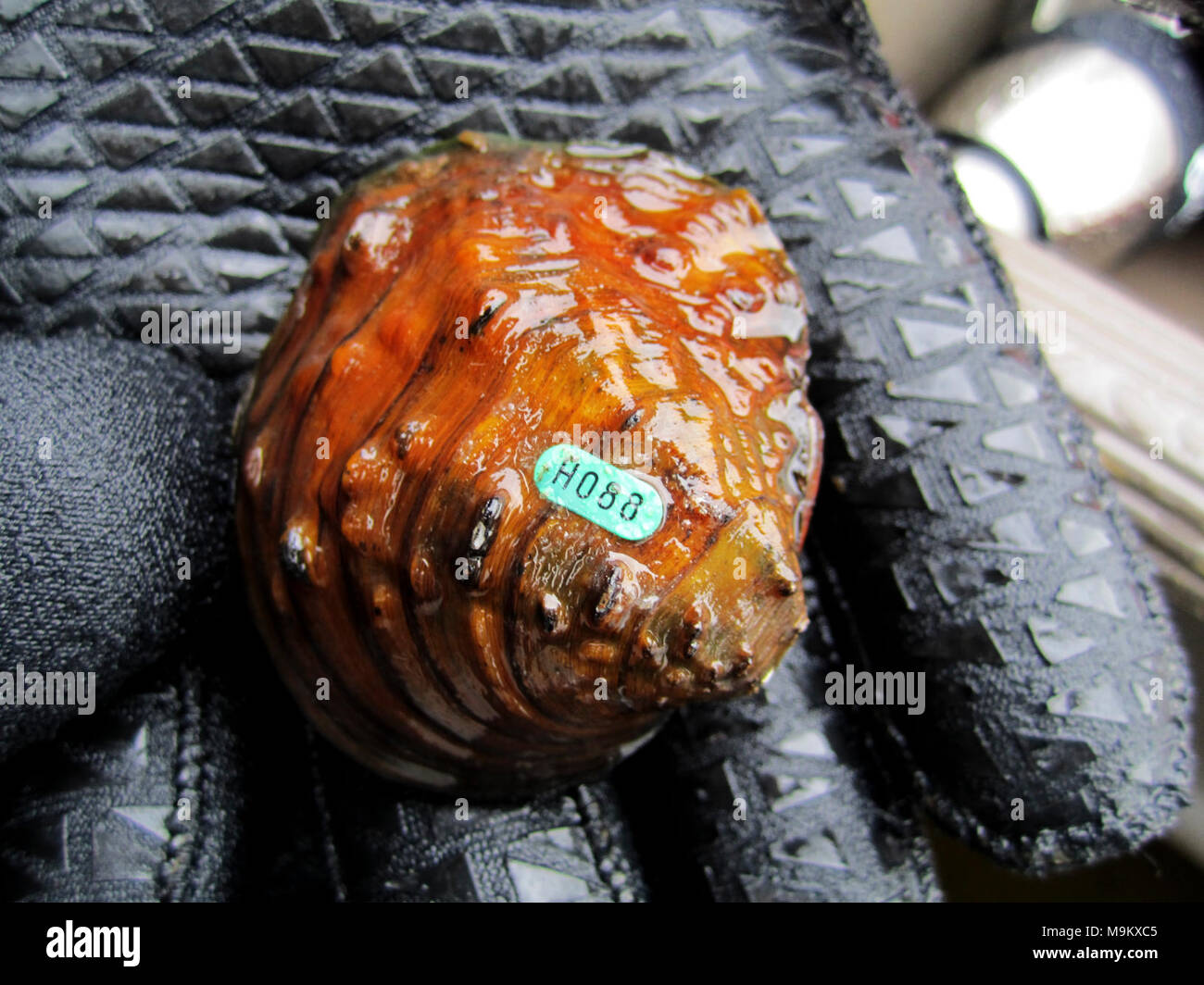 Freshwater mussel fish hi-res stock photography and images - Alamy
