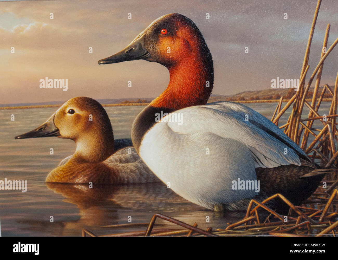 Usfws stamp hi-res stock photography and images - Alamy