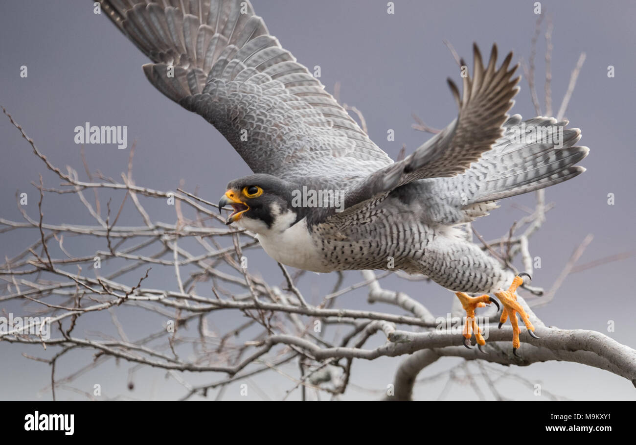 Peregrine falcon male and female hi-res stock photography and images ...
