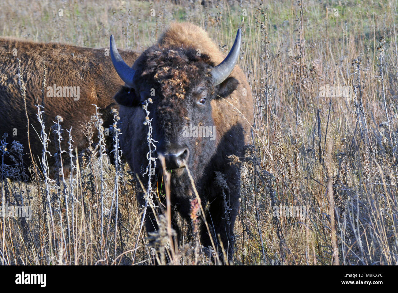 USFWS at work protecting the environment Stock Photo - Alamy