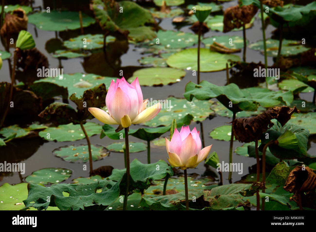 Indias National Flower