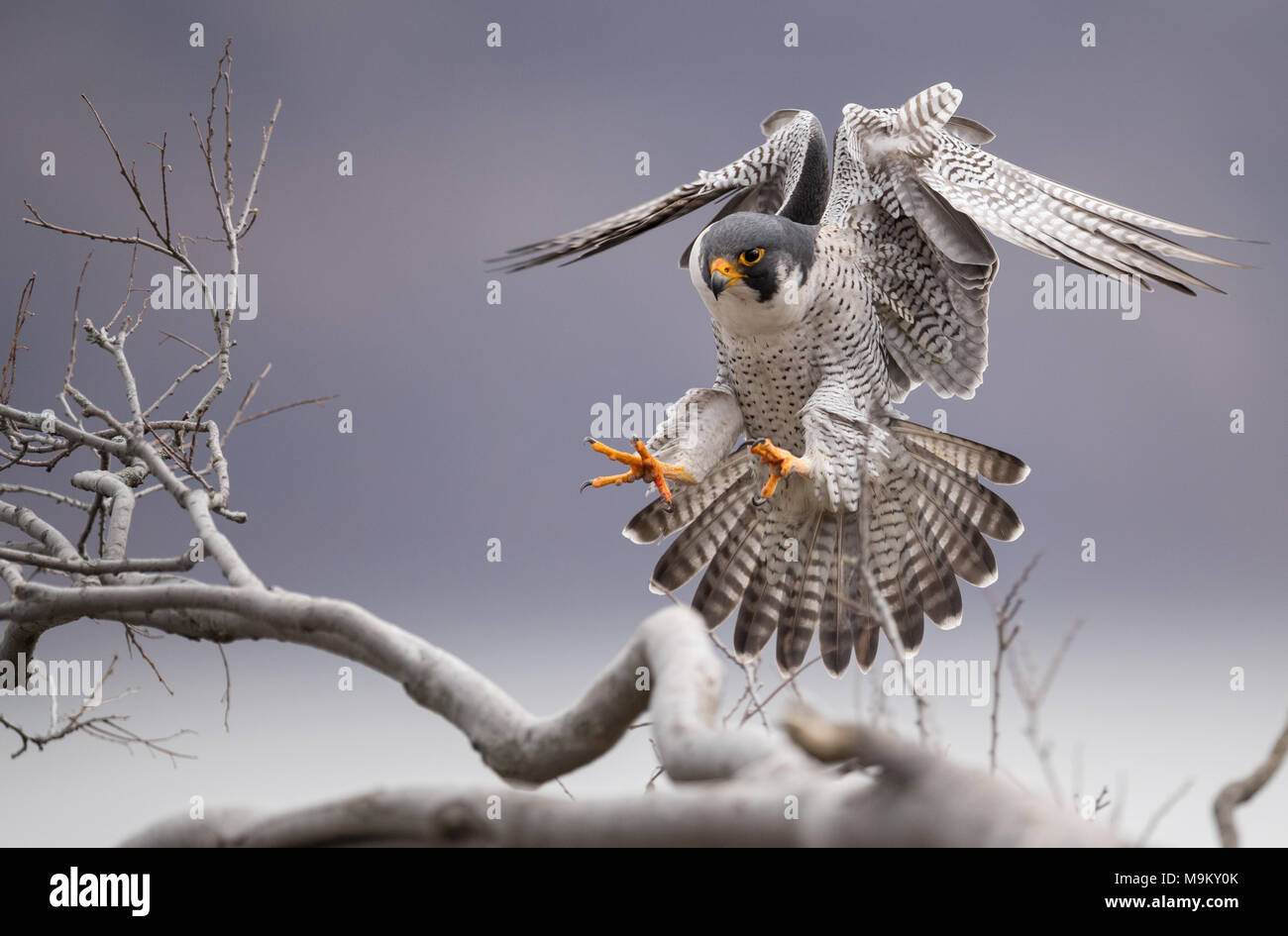 Peregrine_falcon hi-res stock photography and images - Alamy