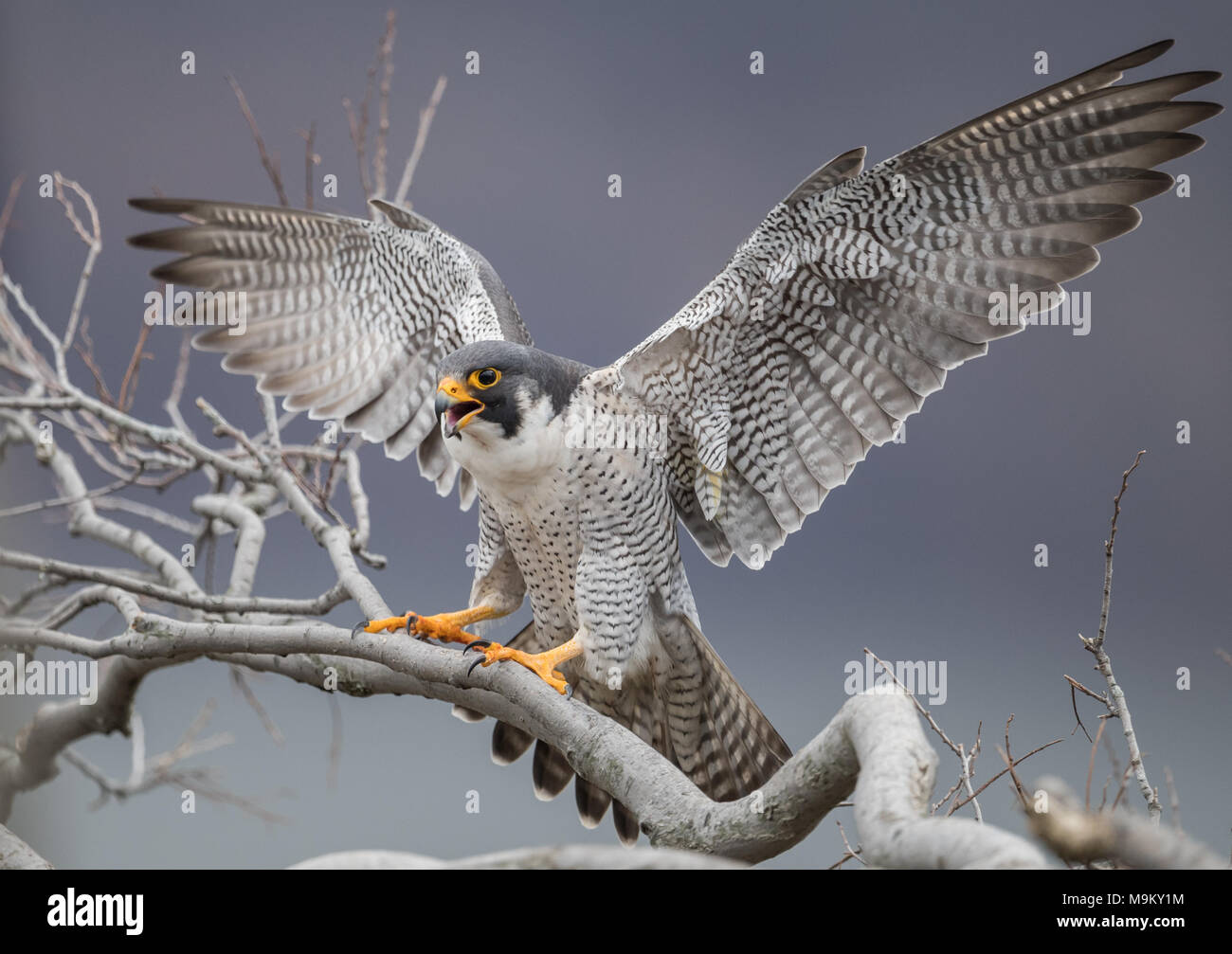 Peregrine falcon male female hi-res stock photography and images - Alamy