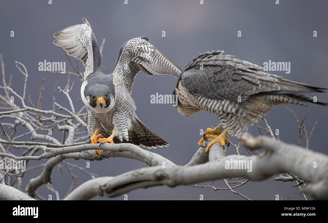Peregrine falcon male and female hi-res stock photography and images ...